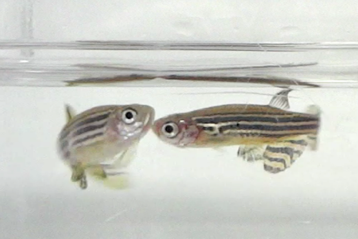 Our Research – Burgess Lab