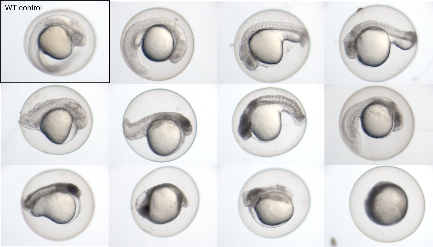 Our Research – Burgess Lab
