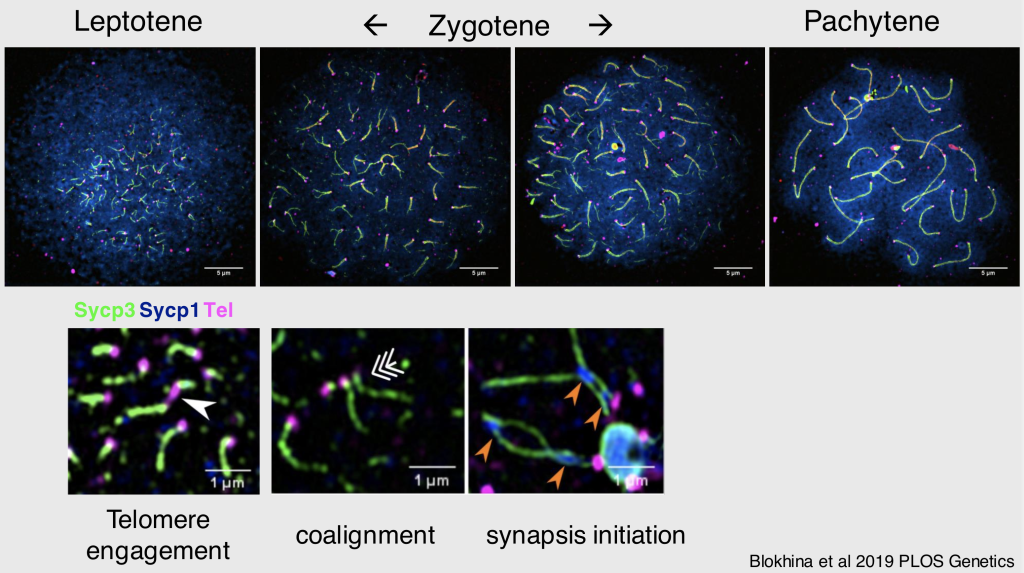 Our Research – Burgess Lab
